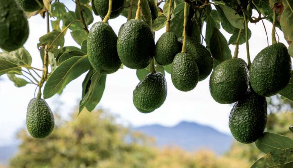 World Avocado Map 2023: Global Growth Far From Over - Where The Food ...