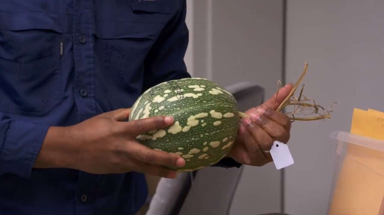 Is Calabaza The Next Great Gourd For Growers In The Southeastern U.S ...