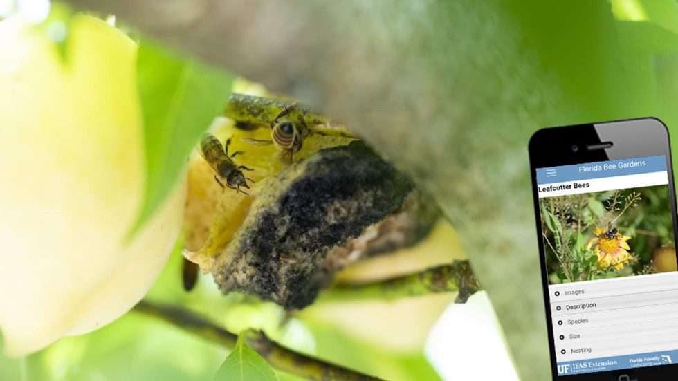 Bee Kind — Plant These Friendly Flowers At Home To Help Keep Bees ...